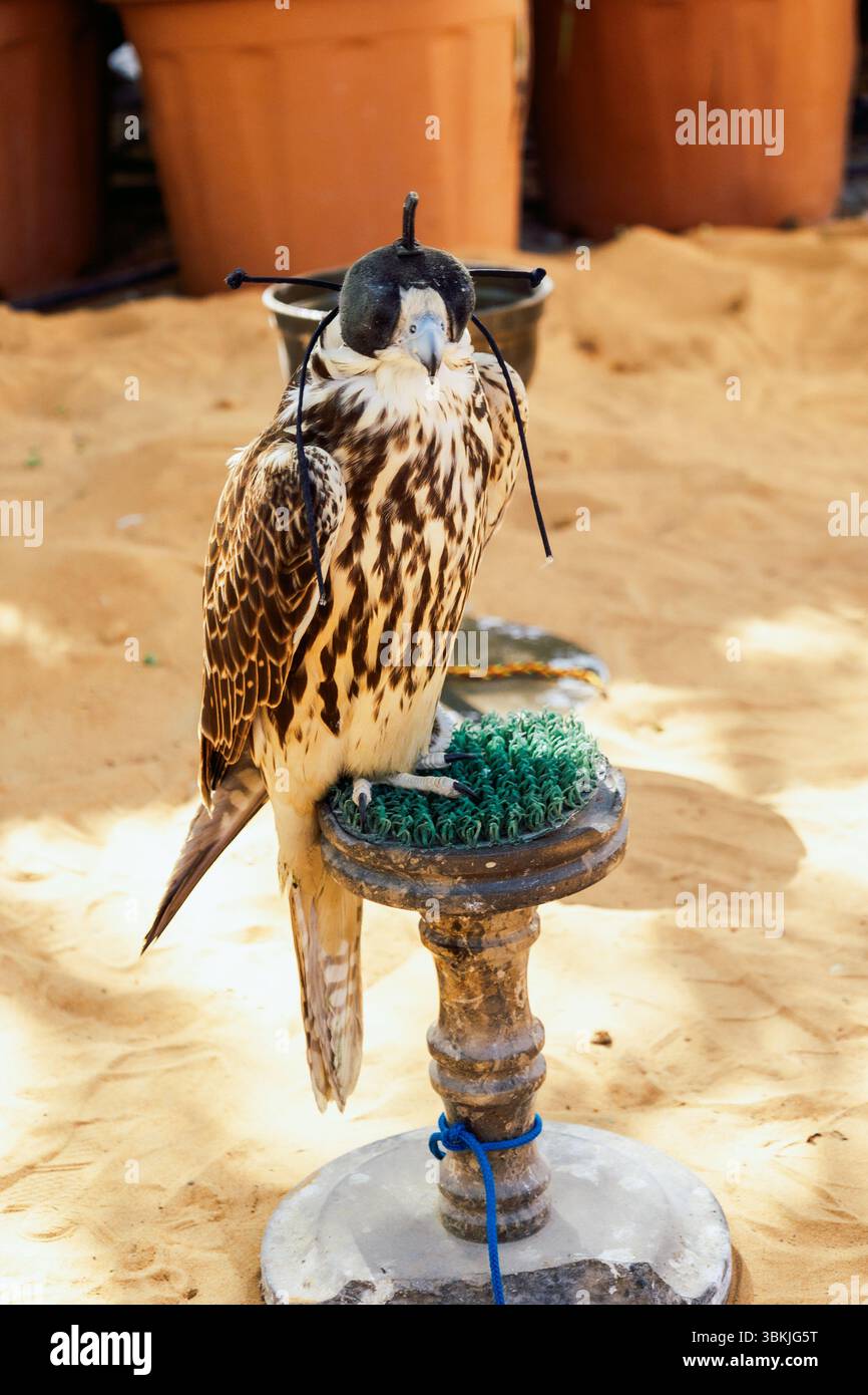 Arabian falcon bird sits on perch in courtyard of residential building ...