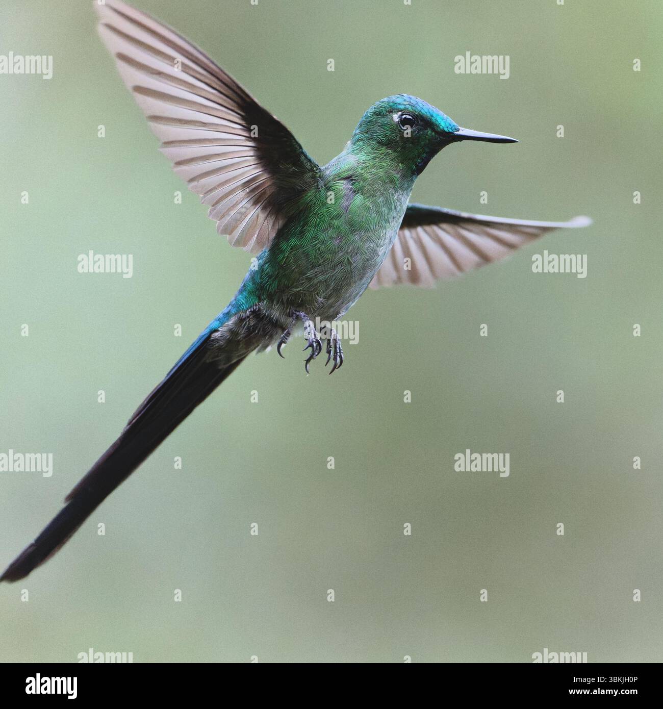 Long Tailed Sylph Stock Photo - Alamy