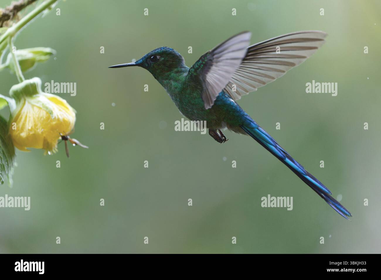 Hummingbird long tailed sylph hi-res stock photography and images - Alamy