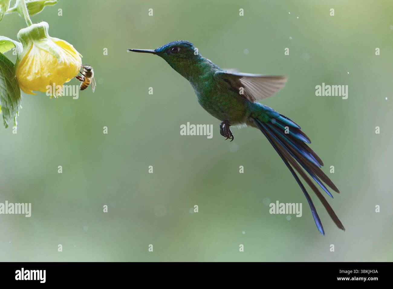 Hummingbird long tailed sylph hi-res stock photography and images - Alamy