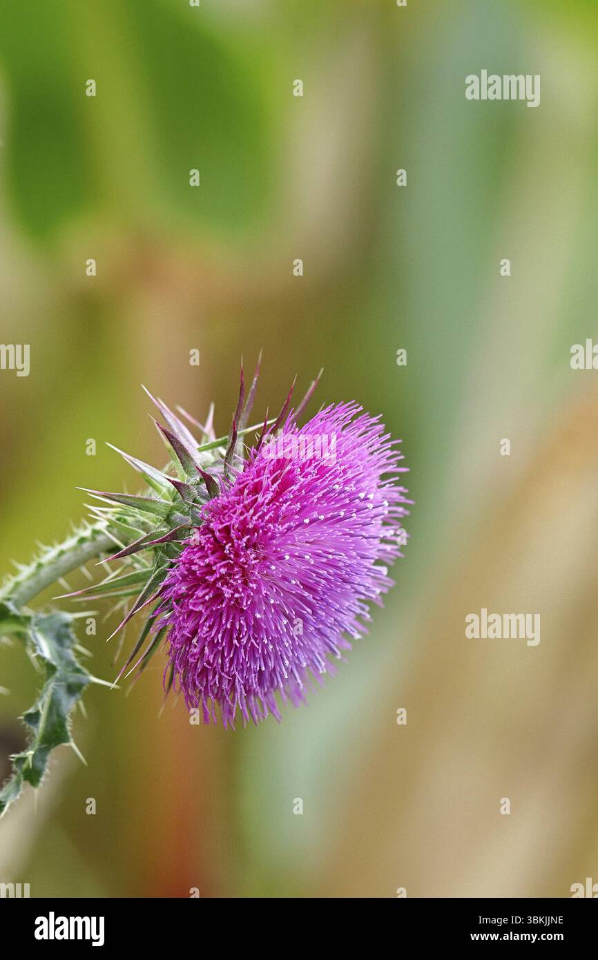 Nodding flower head hi-res stock photography and images - Alamy
