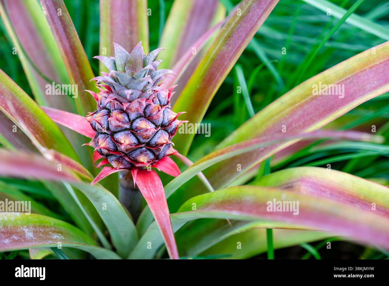 Arruda pineapple farm plantation greenhouse, ananas comosus flower ...