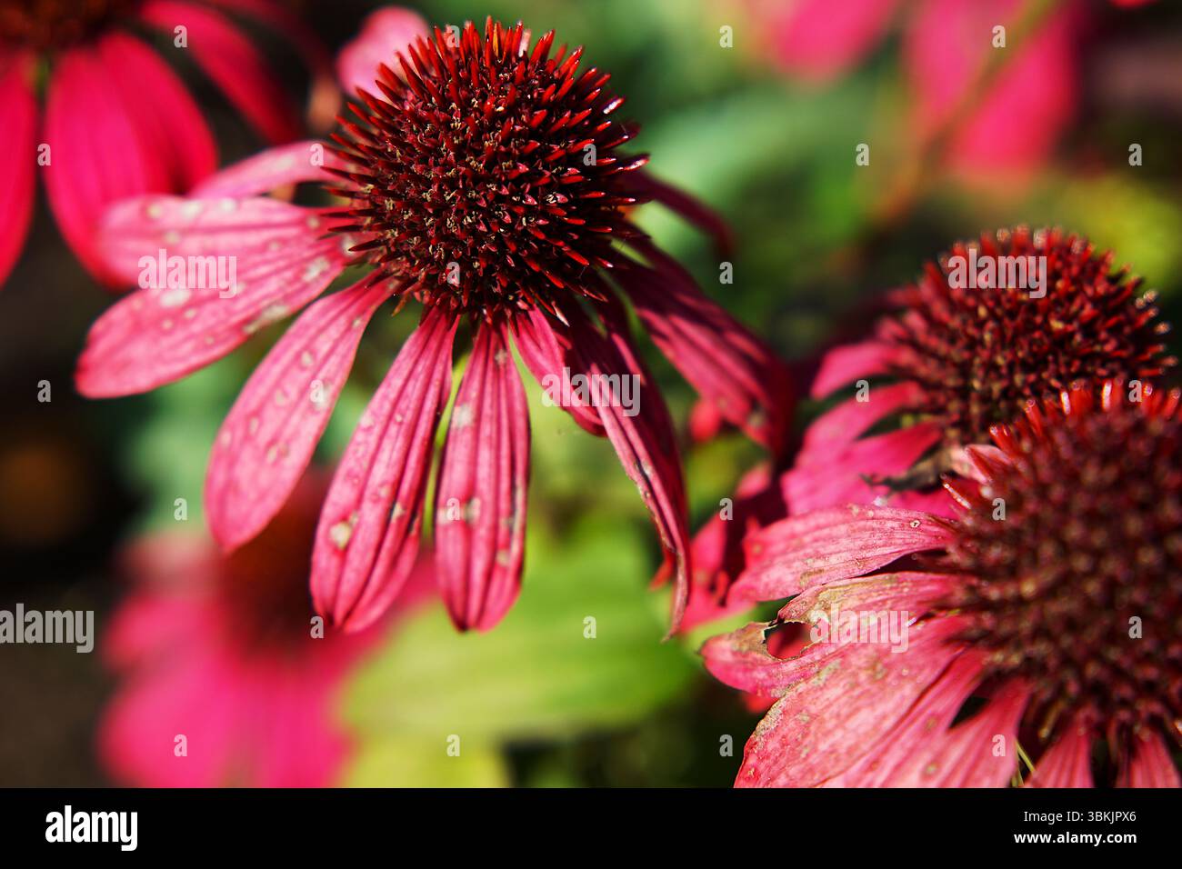 Healing echinacea flower hi-res stock photography and images - Alamy
