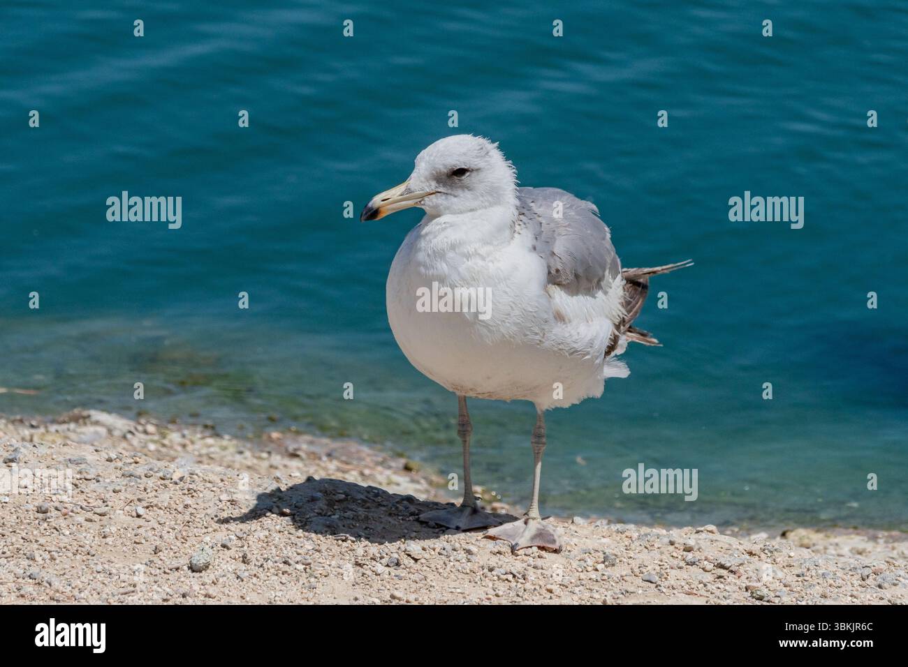 A California Gull (Larus californicus) in second summer plumage stands ...