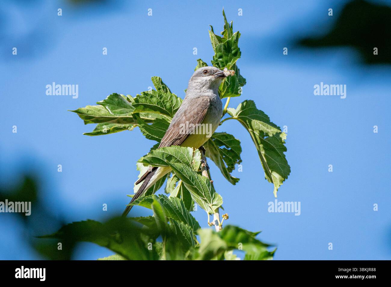 A Western Kingbird (Tyrannus verticalis) eats a berry sitting on a ...