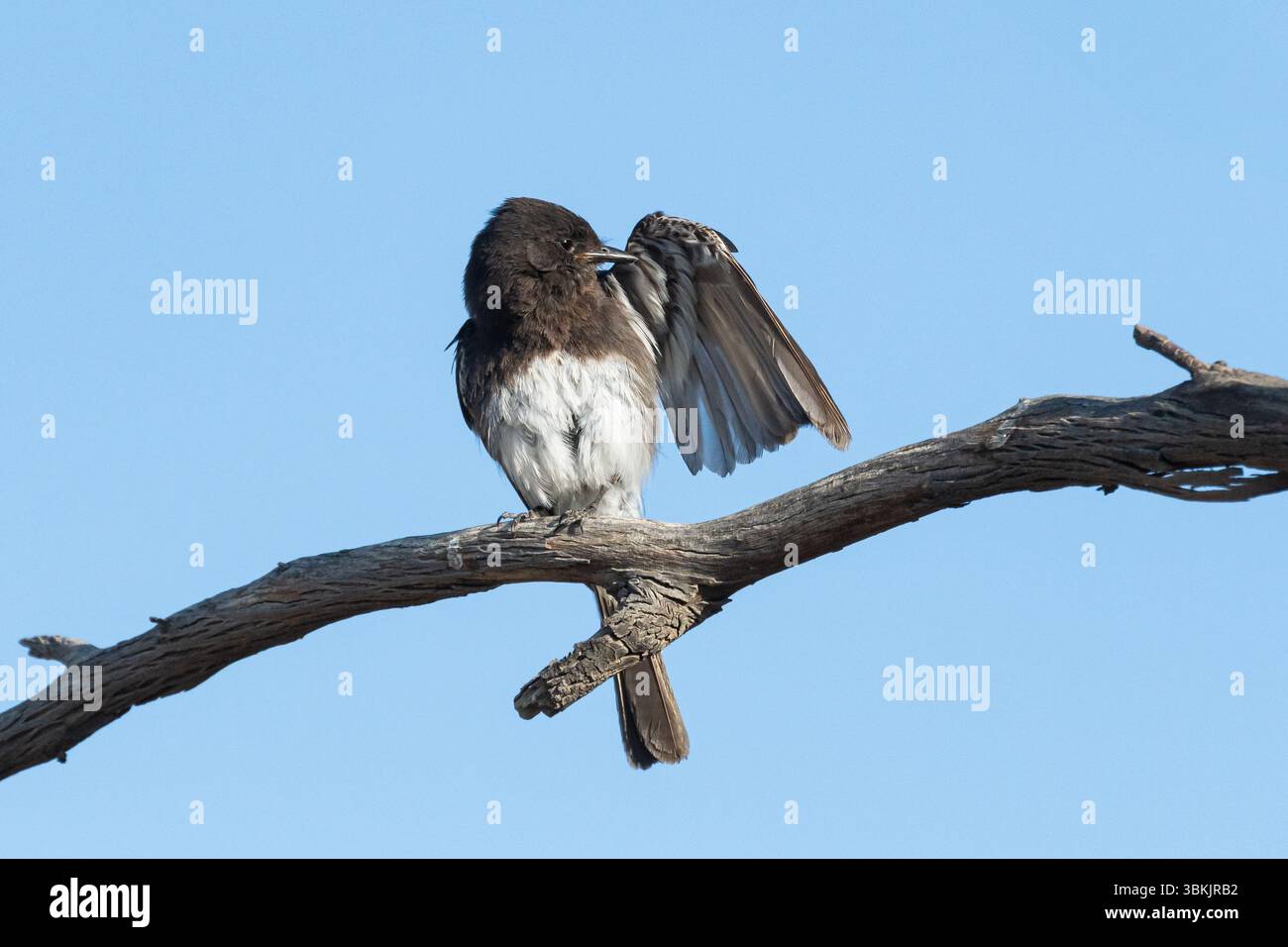 A young Black Phoebe (Sayornis nigricans) preens its wing feathers ...