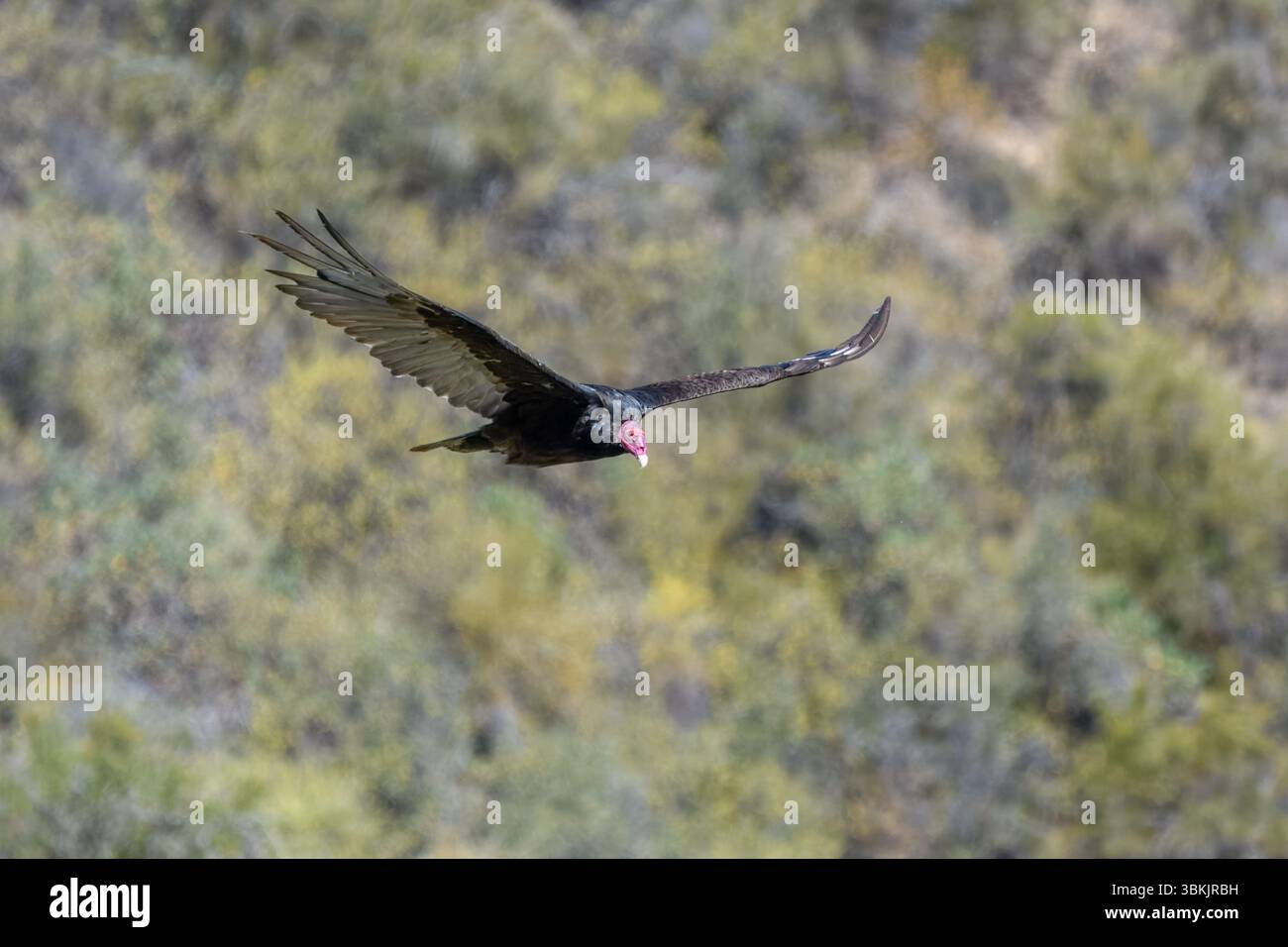 A Turkey Vulture (Cathartes aura) soars above a valley in Southern ...