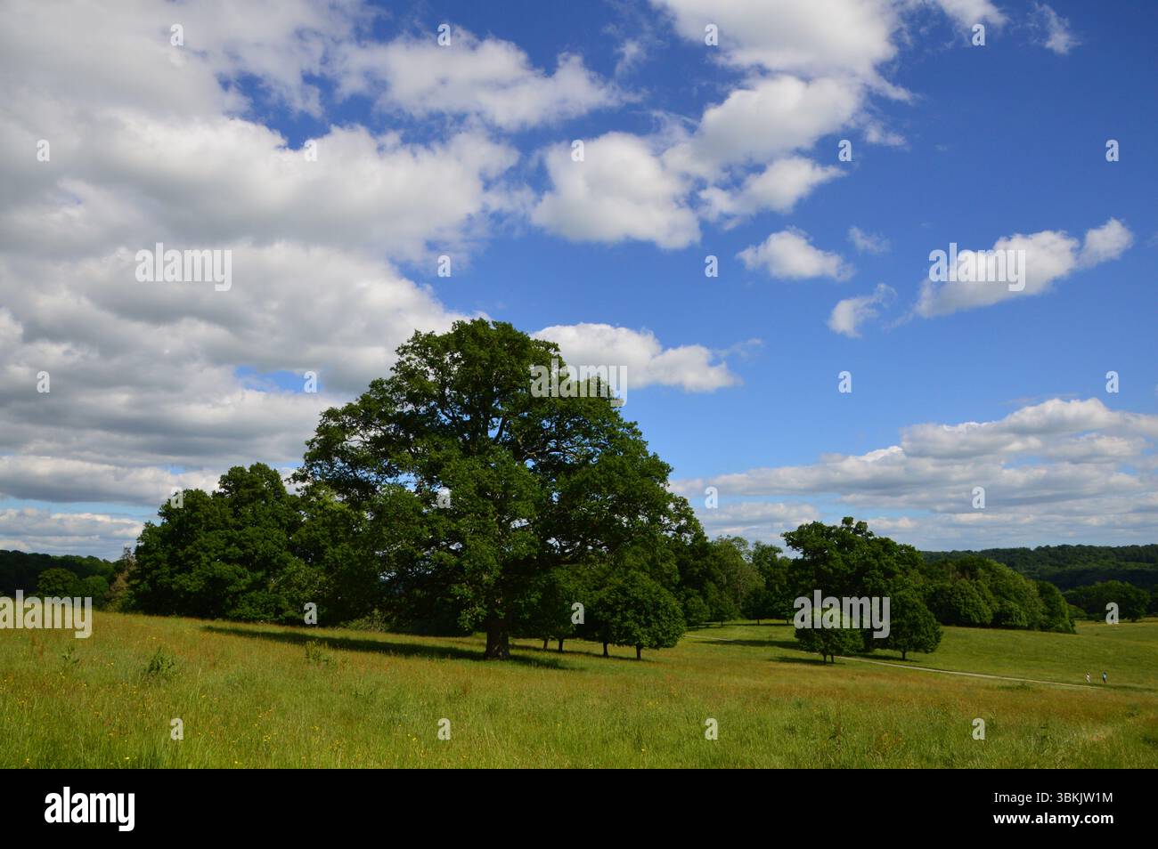 Green park scattered trees hi-res stock photography and images - Alamy