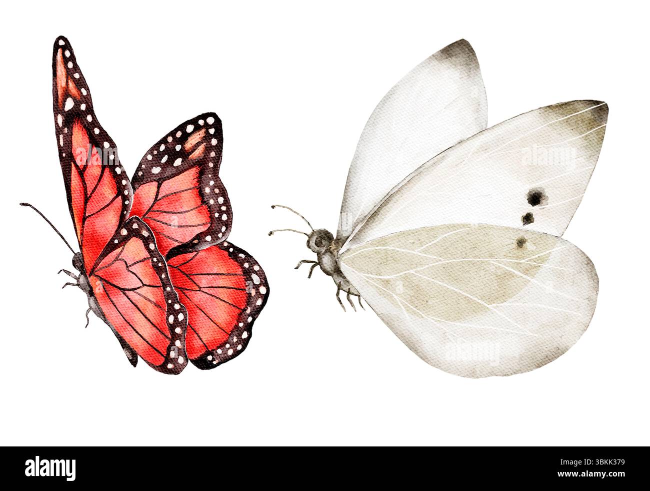 Delicate illustration featuring vibrant Cut Out Stock Images & Pictures ...