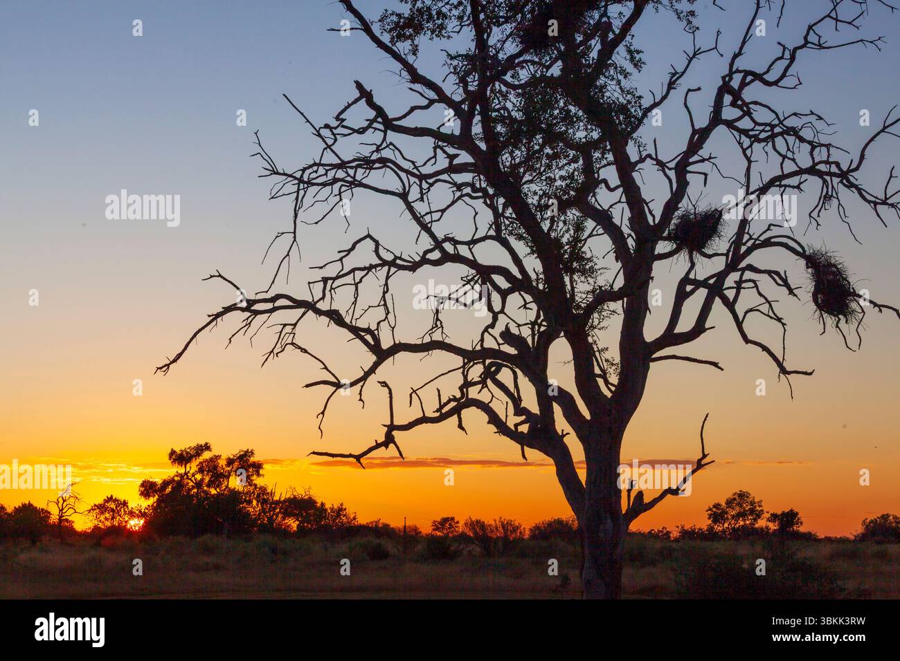 Sunset with trees and weaver bird nests in the Okavango Delta, a UNESCO ...