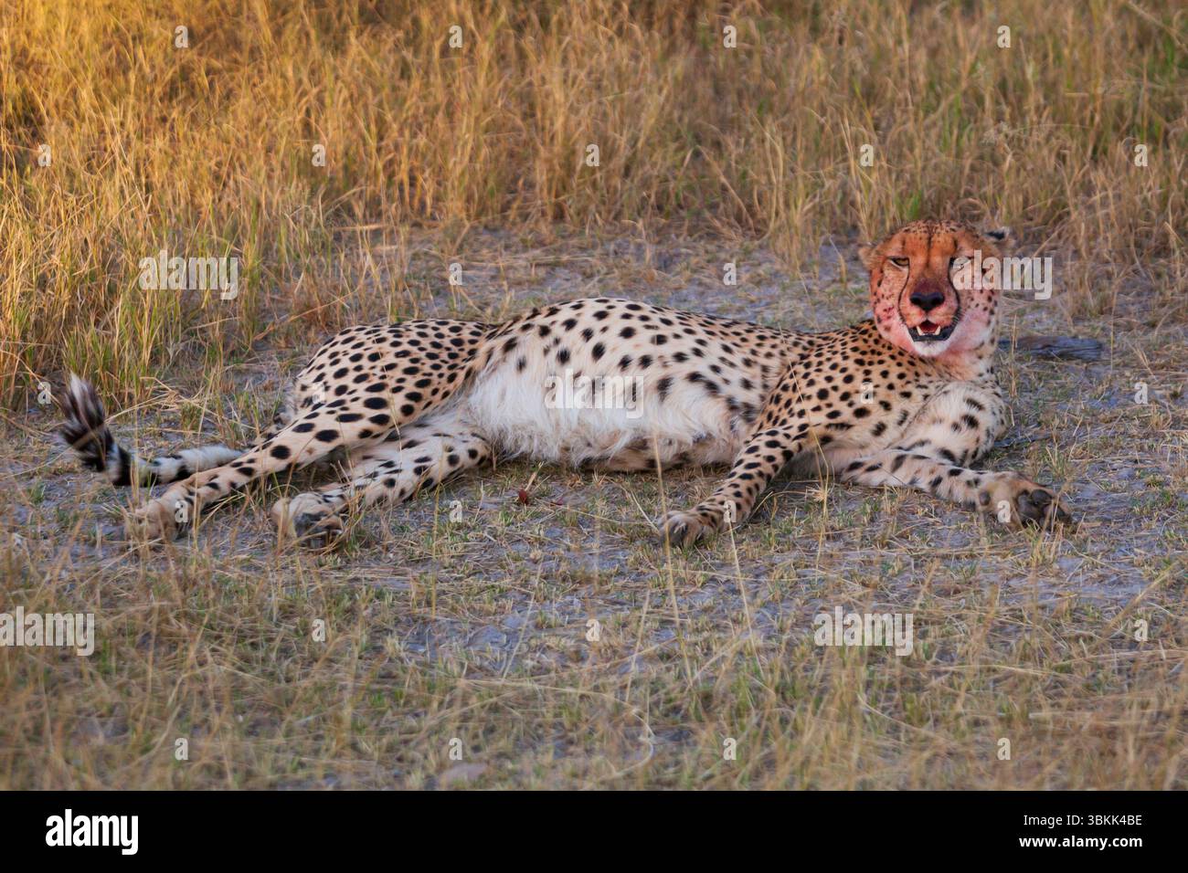 Southern African Cheetah (Acinonyx jubatus jubatus) gorged from an ...