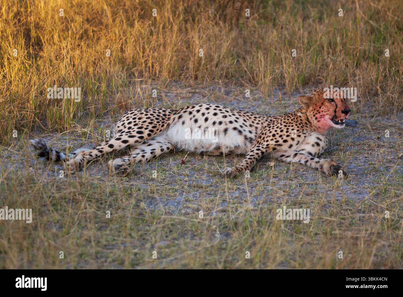 Southern African Cheetah (Acinonyx jubatus jubatus) gorged from an ...