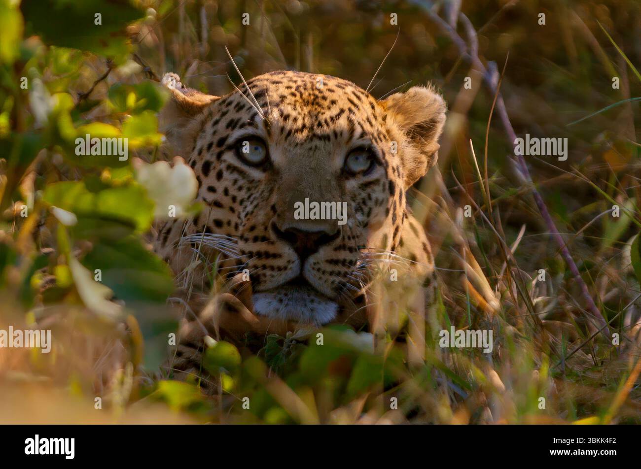 An African leopard (Panthera pardus pardus) on the hunt in the Okavango ...