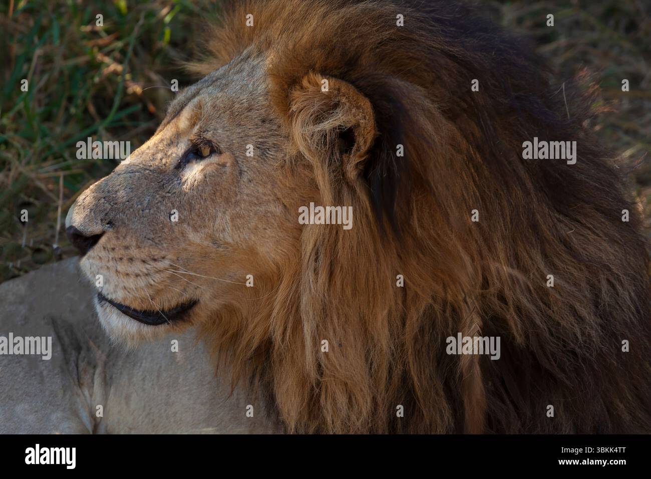 A mature male lion (Panthera leo) is the top predator in the Okavango ...
