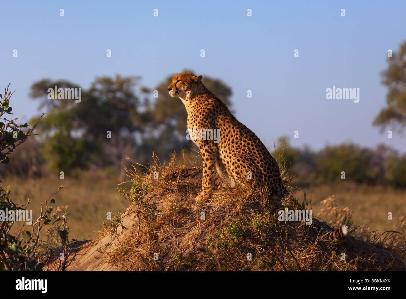 Southern African Cheetah (Acinonyx jubatus jubatus) surveys its ...