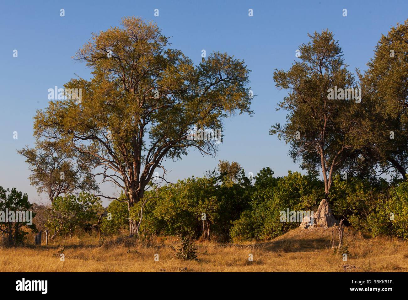 A scenicn with termite mound and trees in the Okavango Delta ecosystem ...