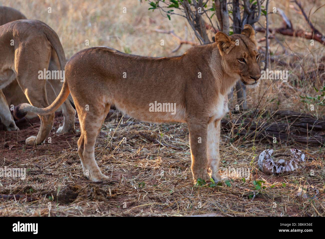 An African lionness (Panthera leo) in Hwange National Park - Zimbabwe ...