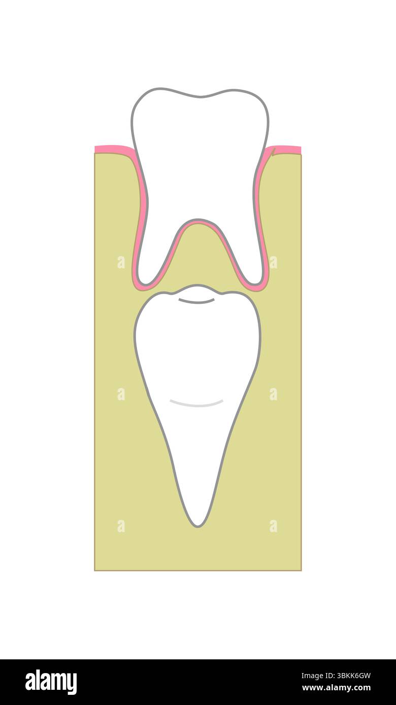 Adult tooth under child tooth in jaw, cross section anatomy Stock ...