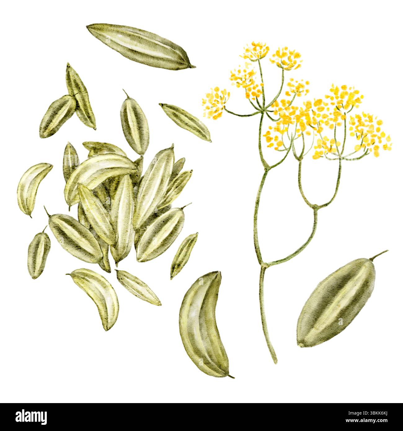 Herbal spice clipart Cut Out Stock Images & Pictures - Alamy