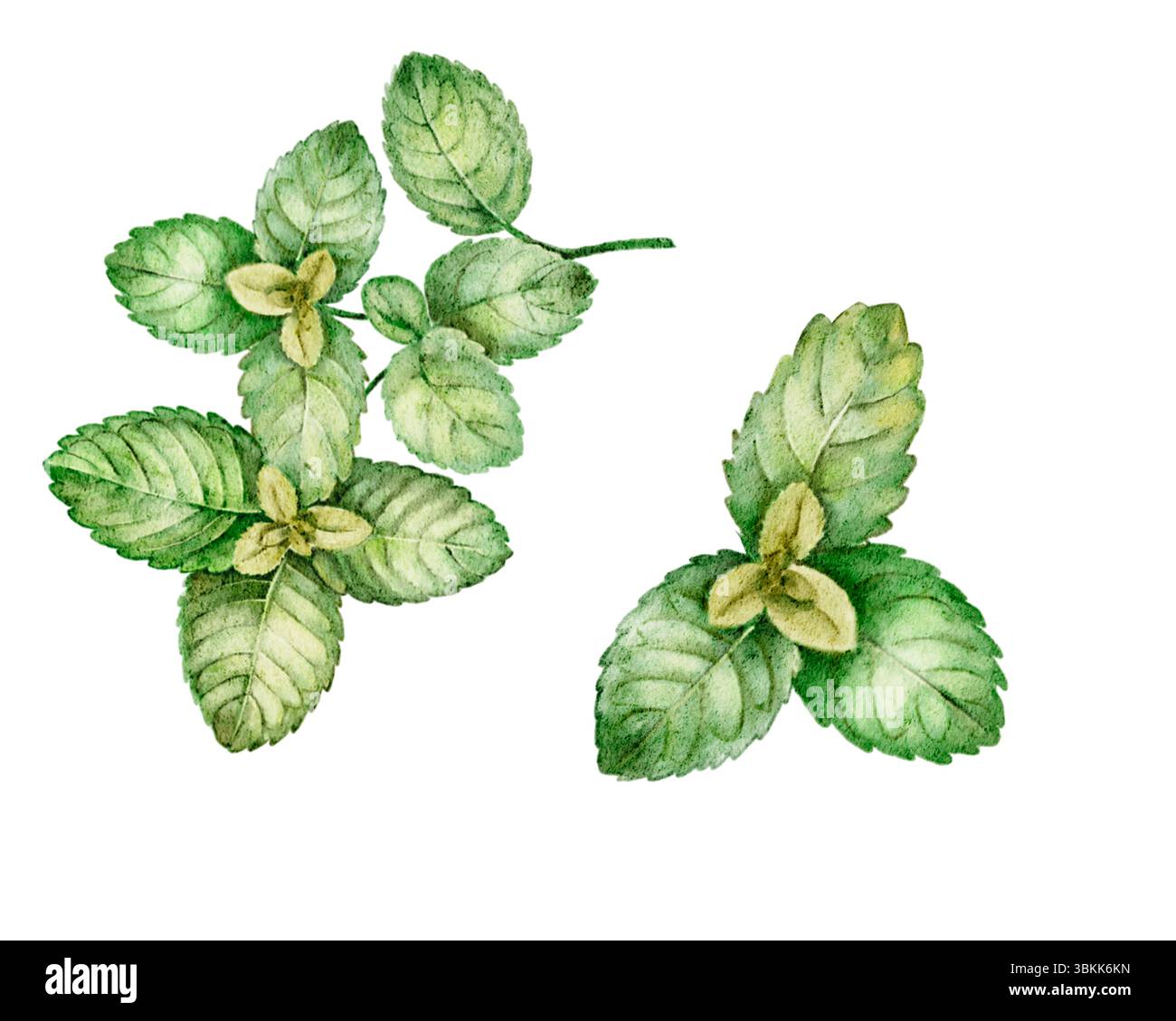 Watercolor illustration of green mint leaves. Hand painted herbal ...