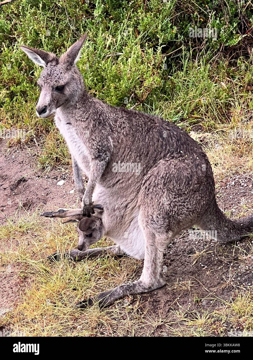 Australia victoria kangaroo macropus smartphone stock photos and images ...