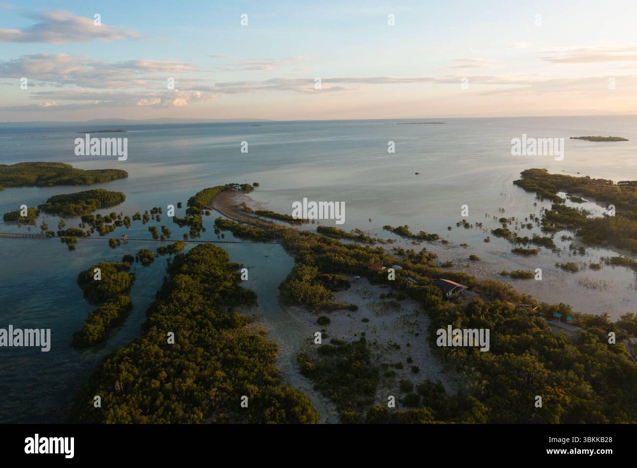 Scenic landscape of tropical mangrove forest at coast. Green vegetation ...