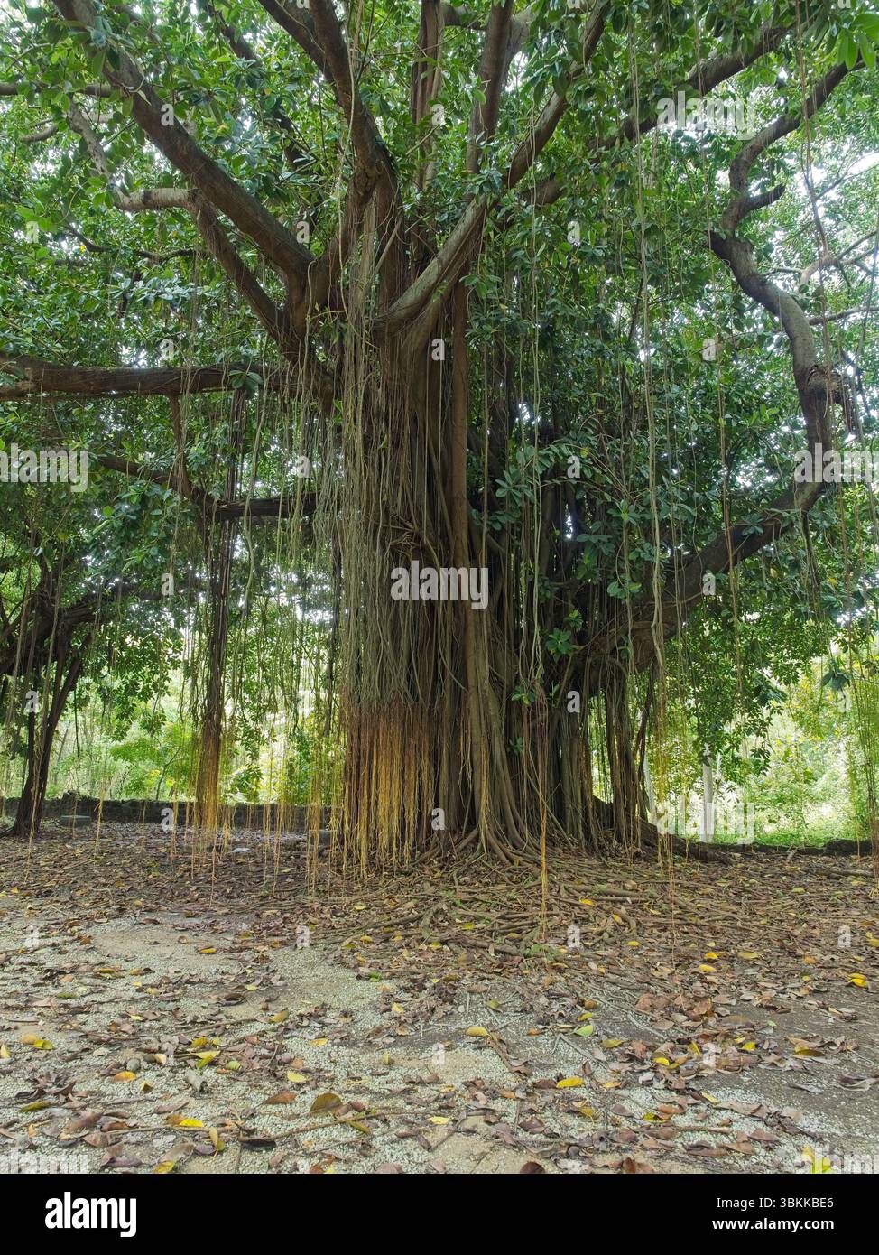 Big Ficus Tree In Panama Viejo, Panama Stock Photo - Alamy