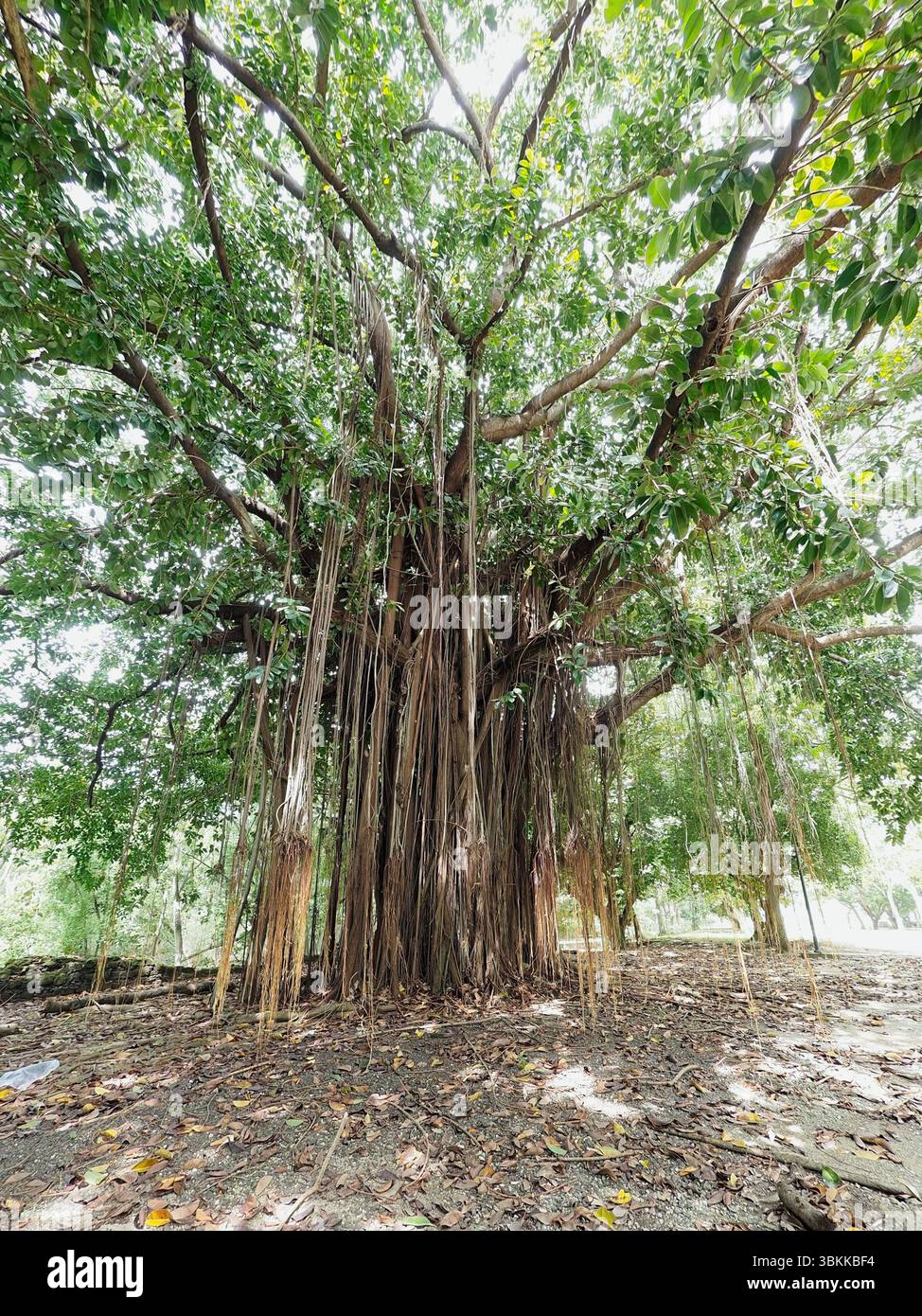 Panama foliage hi-res stock photography and images - Alamy