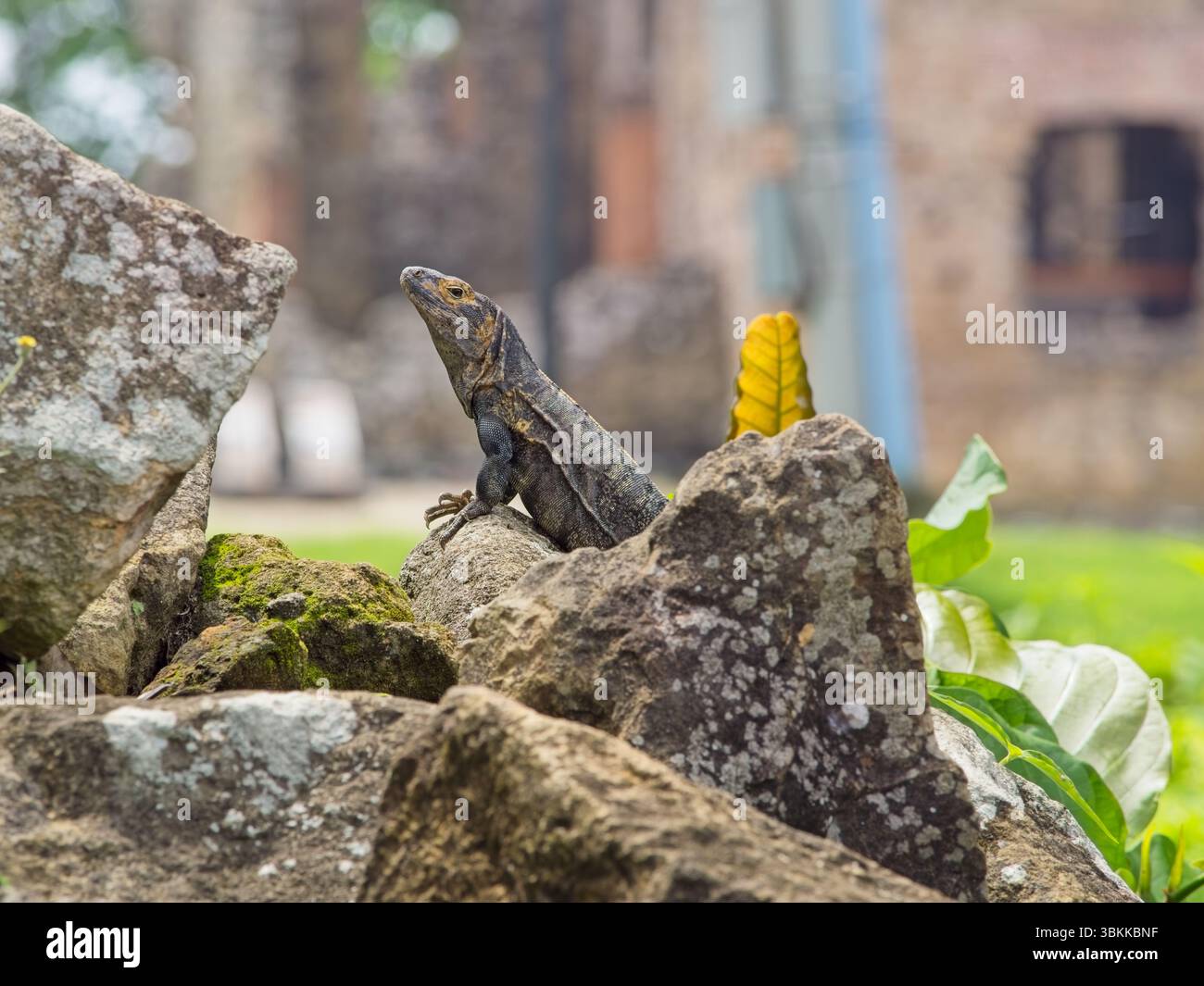 Wildlife panama reptile reptiles hi-res stock photography and images ...