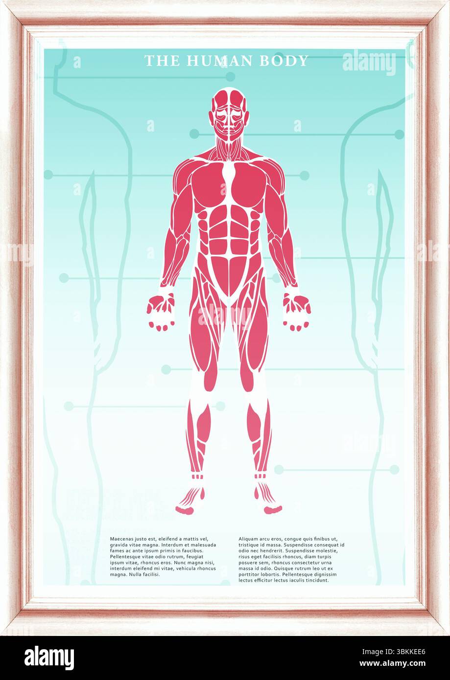 Illustration of human body structure Stock Photo - Alamy