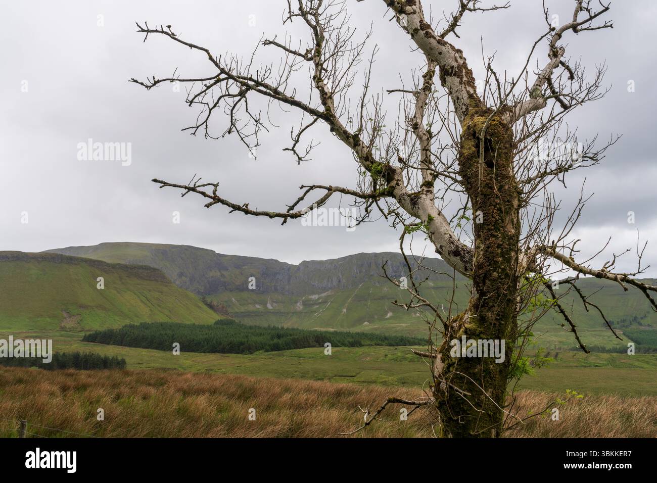Dead Common ash tree with skeletal branches and moss-covered trunk in ...