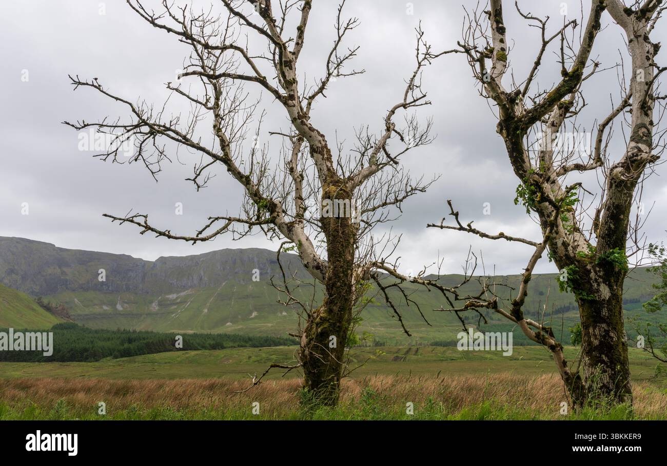 Dead and declining Common ash trees with skeletal branches in Gleniff ...