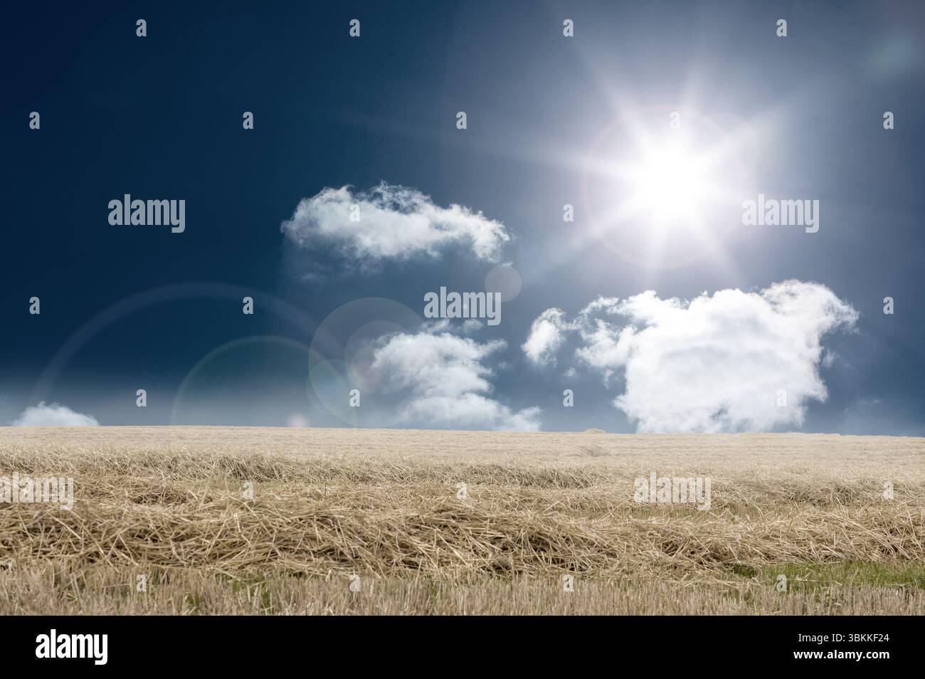 Harvested straw field is showing flat design with fluffy clouds, sun ...