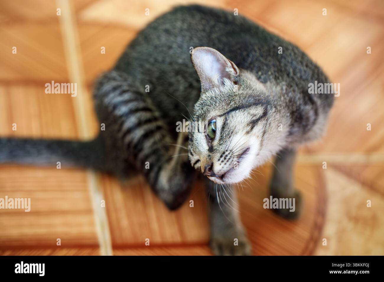 Domestic tabby cat scratching neck with hind leg, possible parasitic ...