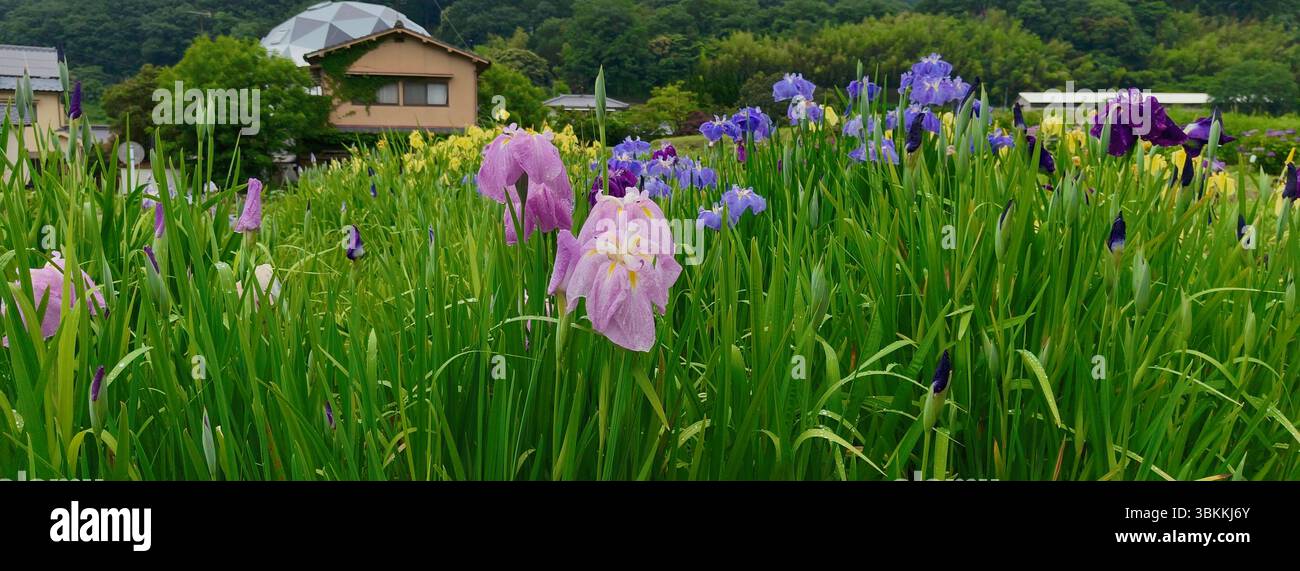 June 22 2025, Matsuyama, Ehime, Japan - A field of Japanese irises ...