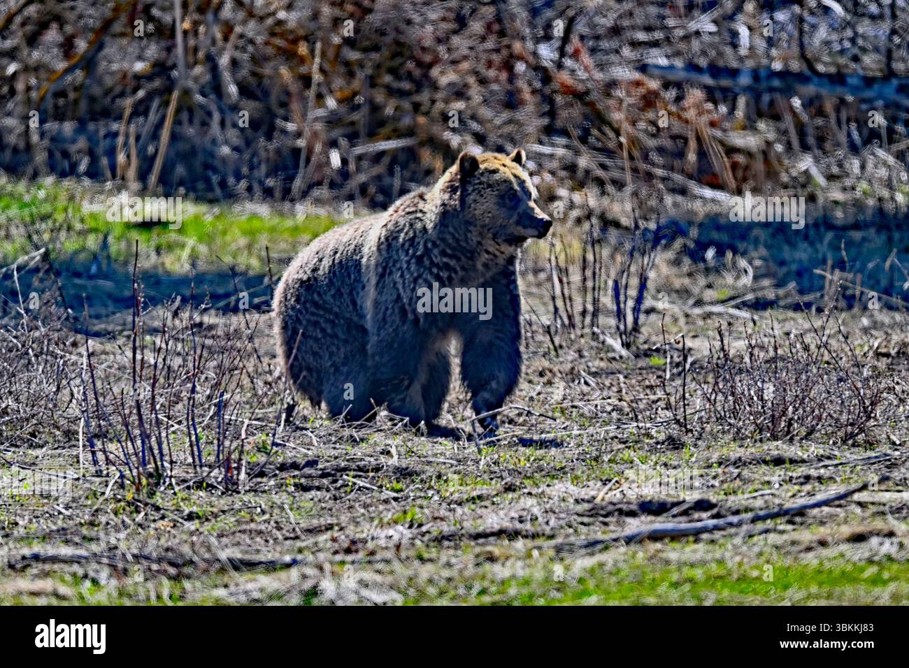 Giant Grizzly Bear on the Run Stock Photo - Alamy