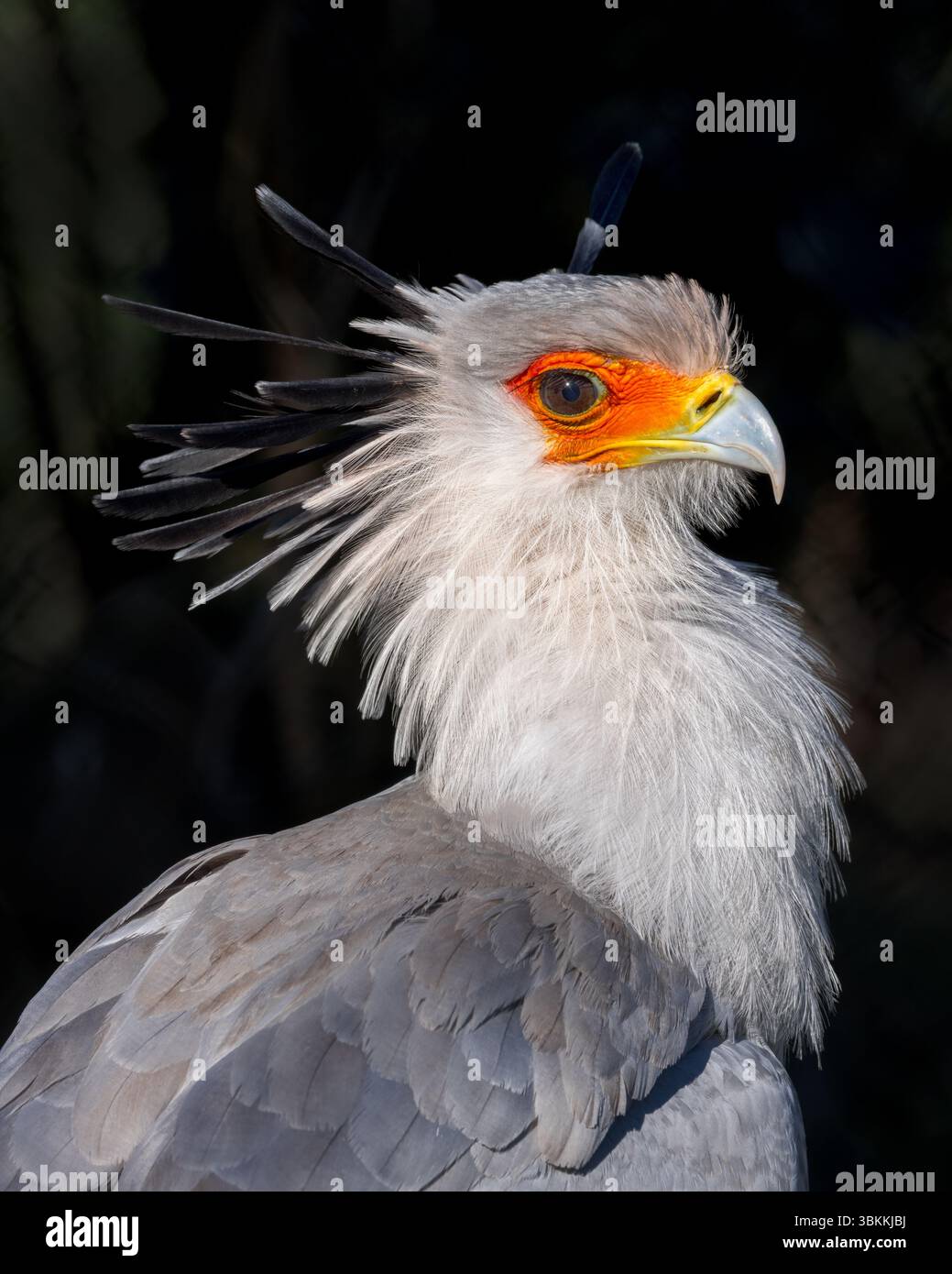 Secretary bird [ Sagittarius serpentarius ] captive bird Stock Photo ...