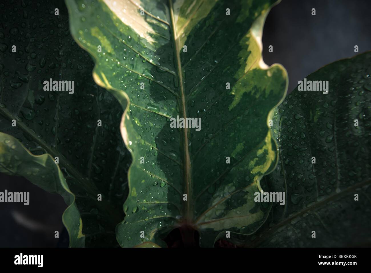 Greenery background, green color of nature plant and leaf environment ...