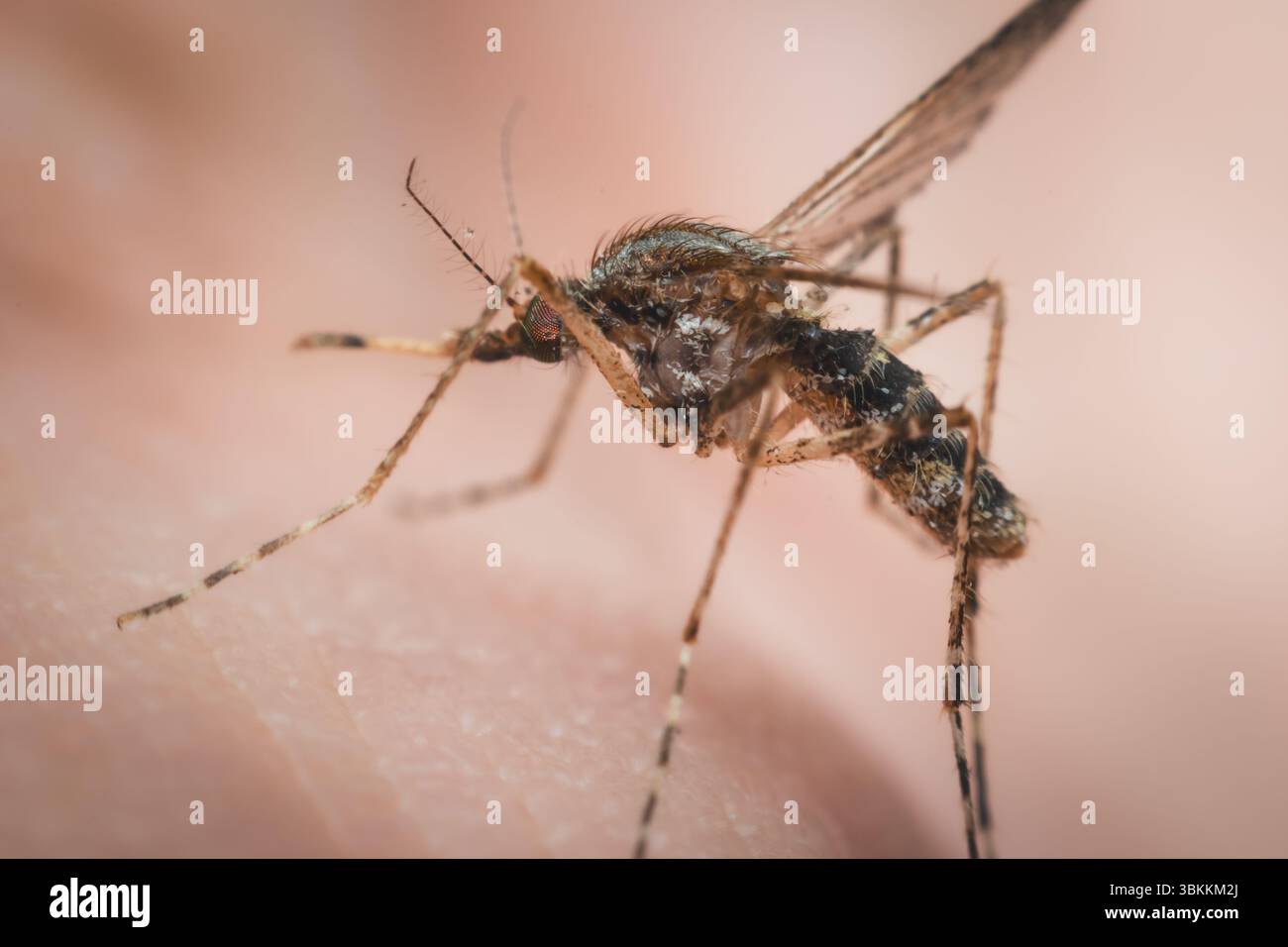 Macro of mosquito (Aedes aegypti) sucking blood close up on the human skin. Mosquito is carrier ...