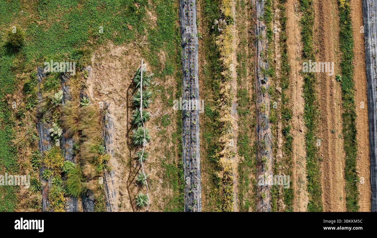 Aerial Perspective of Agricultural Landscape Cultivated Land with Rows ...