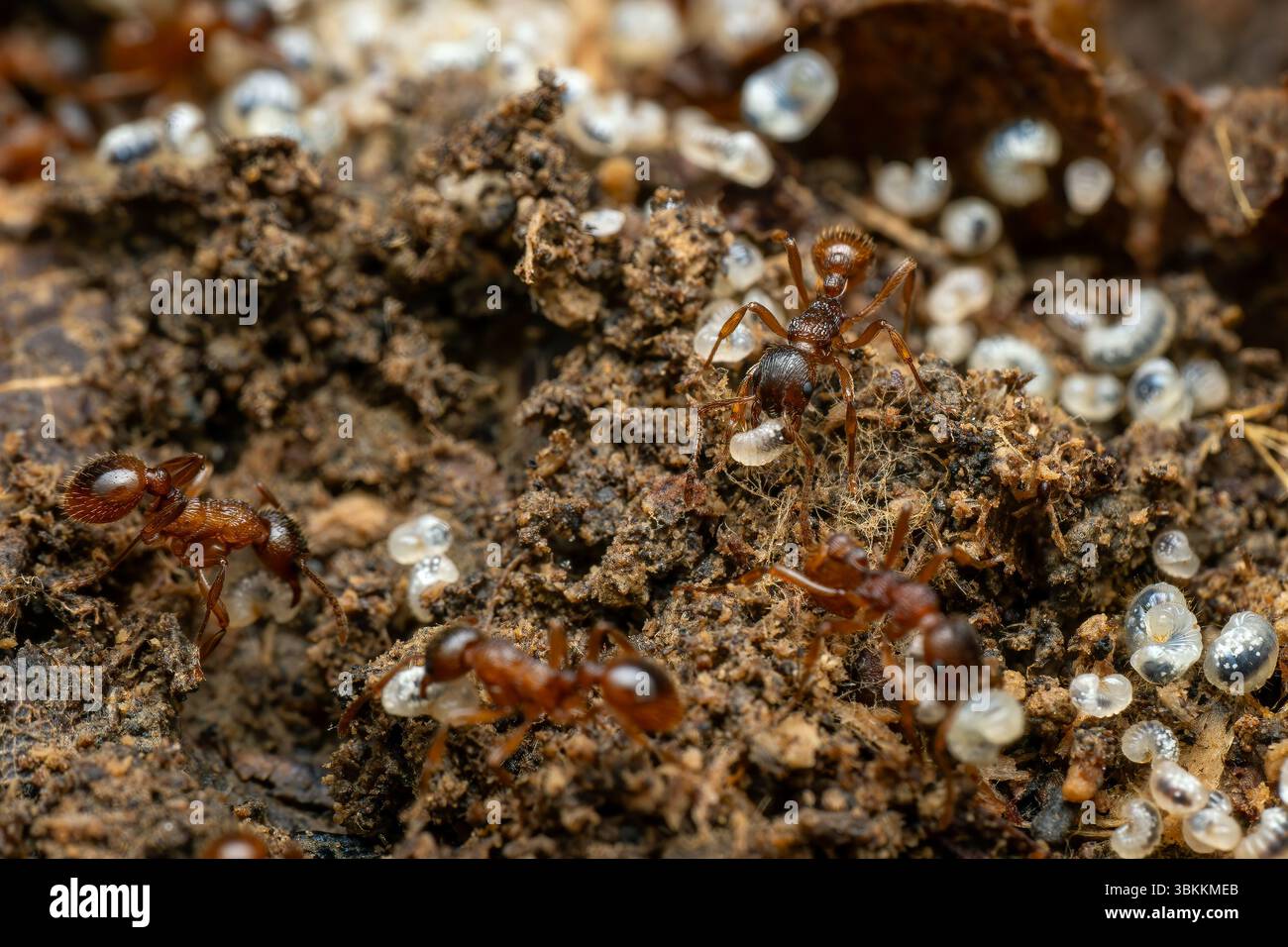 Red forest ant - Myrmica ruginodis, small forest ant native to forests ...