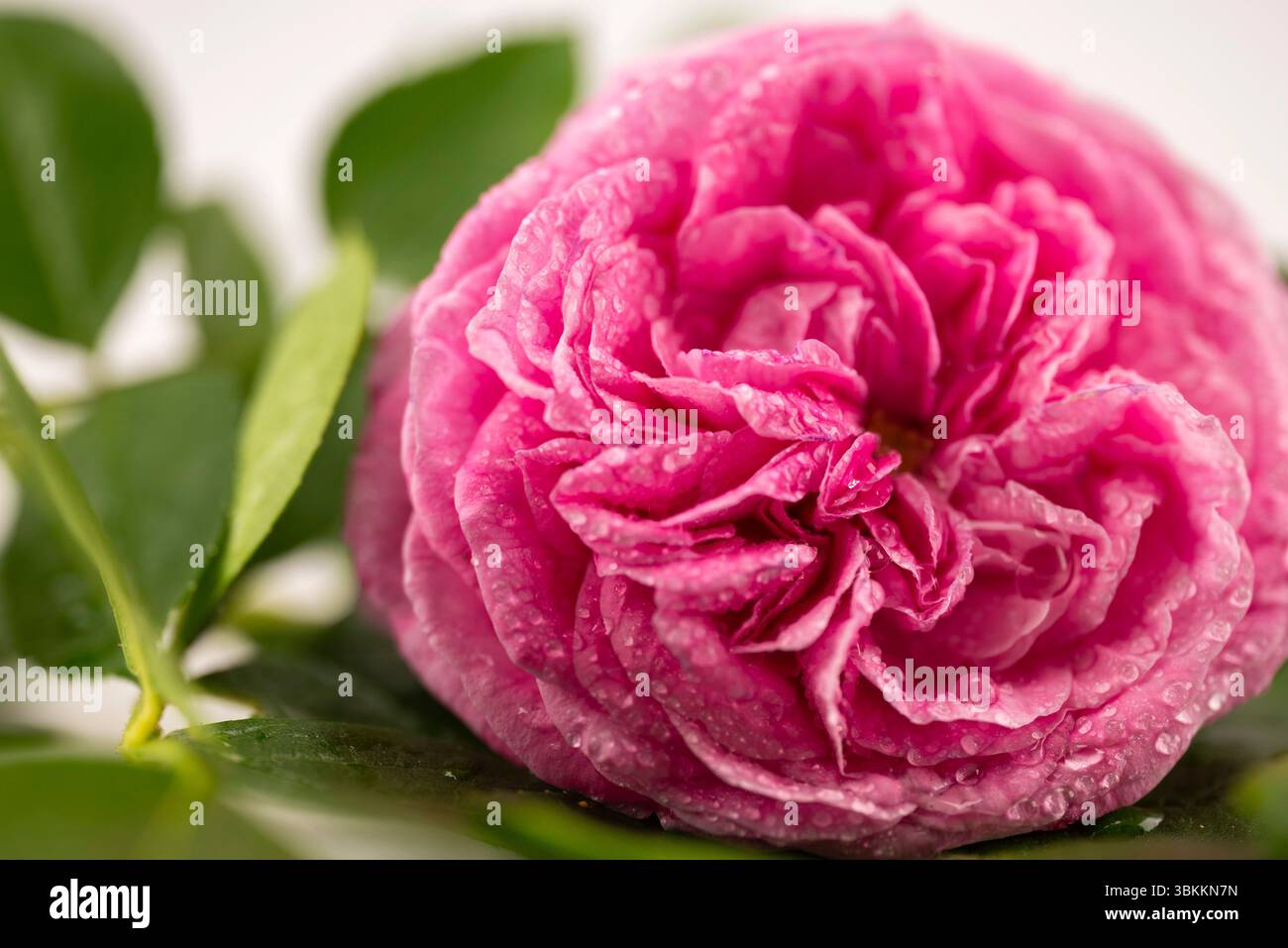 Lush pink rose flower hi-res stock photography and images - Alamy