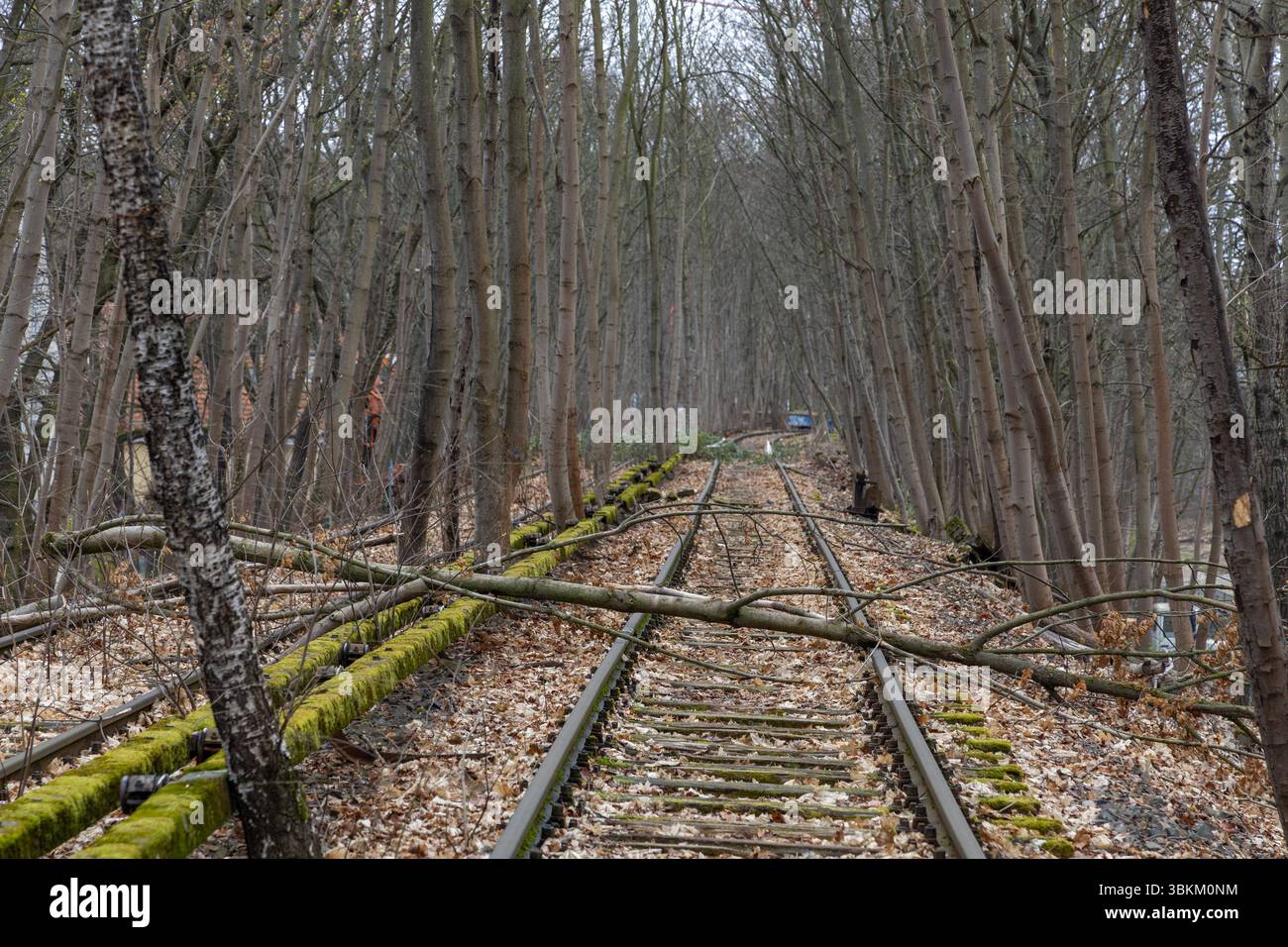 Abandoned railway track in a forest, covered with fallen trees and autumn leaves, creating a ...