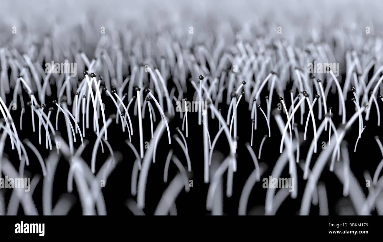 Micro psilocybin mushrooms mycelium fungus hi-res stock photography and ...
