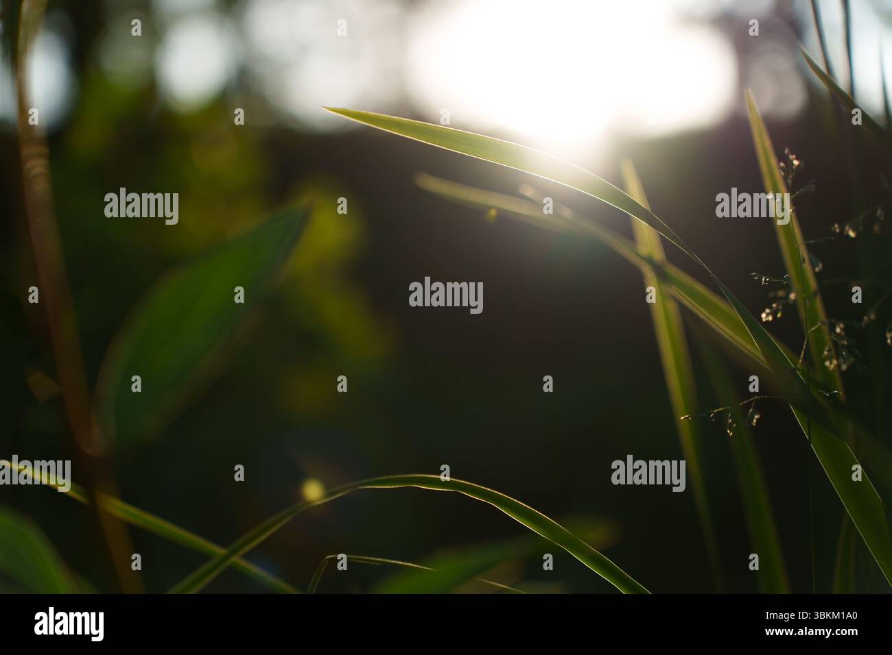 Sunlight beaming tree leaves close up hi-res stock photography and ...