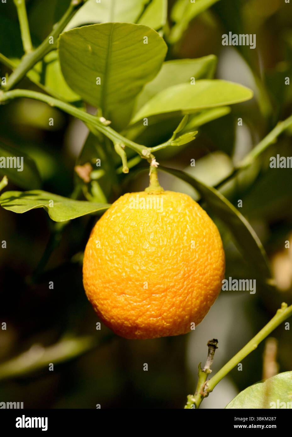 Philippine lime citrus microcarpa hi-res stock photography and images ...
