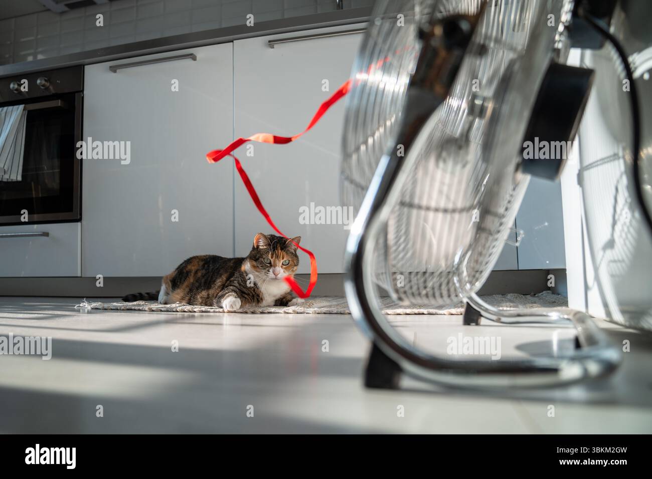 Overheated cat lying on the floor, escapes from heat with help of fan ...