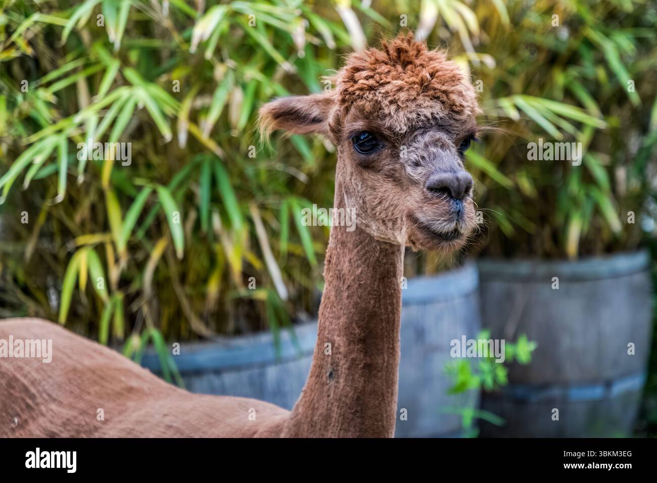 Alpacas at the Domaine du Chatelard. Route du Chatelard, Dirac ...