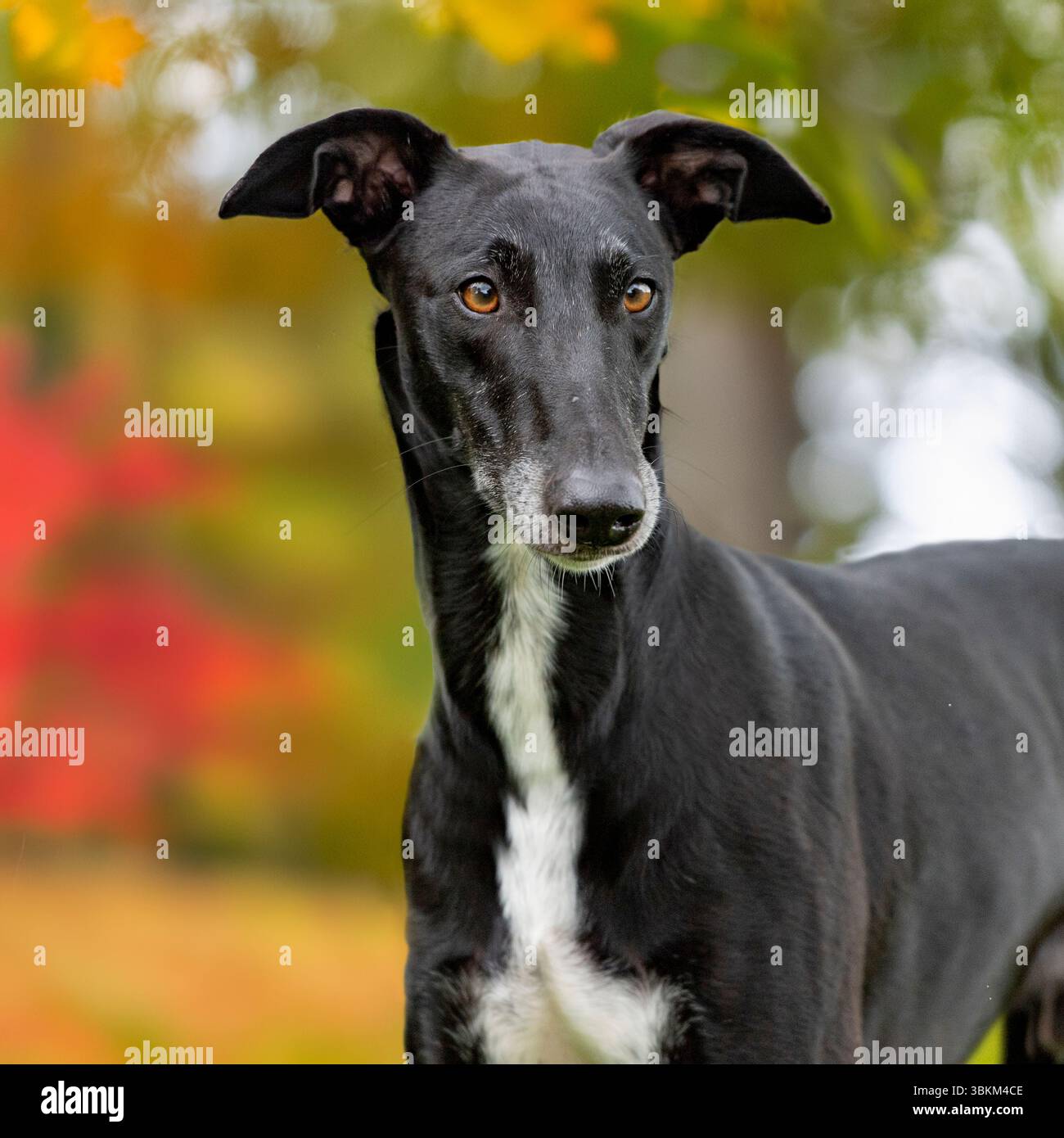 Spanish breed hi-res stock photography and images - Alamy