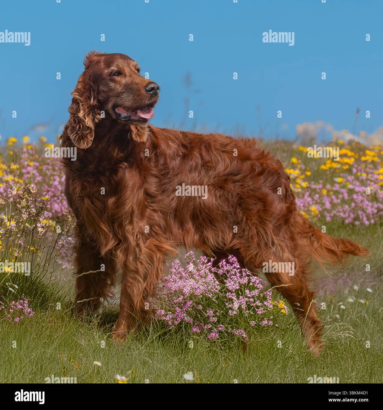 Red dog standing outside hi-res stock photography and images - Alamy